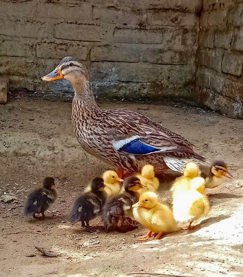 Mother Duck with Her Babies. Stock Image - Image of babies, waterbird ...