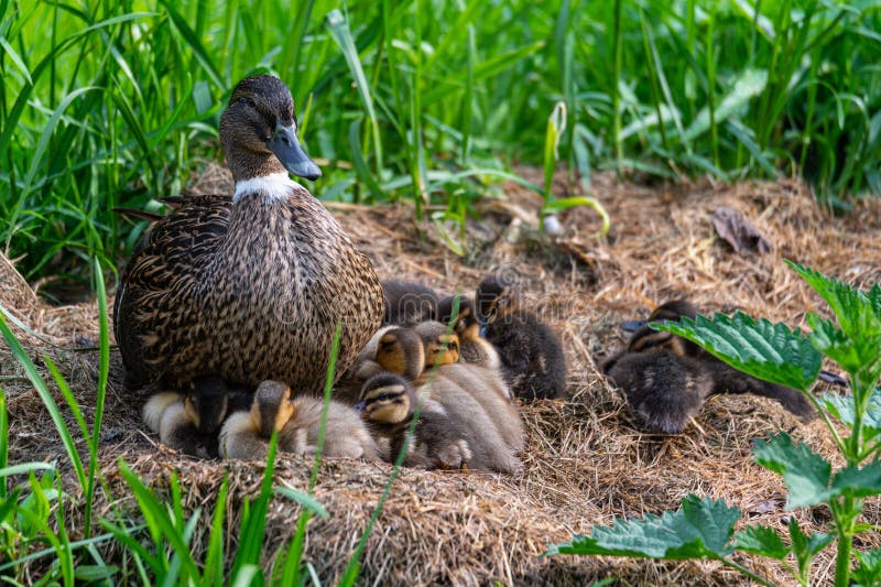 A Mother Duck is with Her Chicks in a Meadow Stock Photo - Image of ...