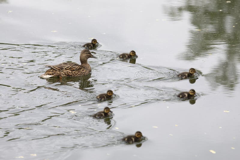 Mother Duck with Her Ducklings Stock Image - Image of brown, color ...