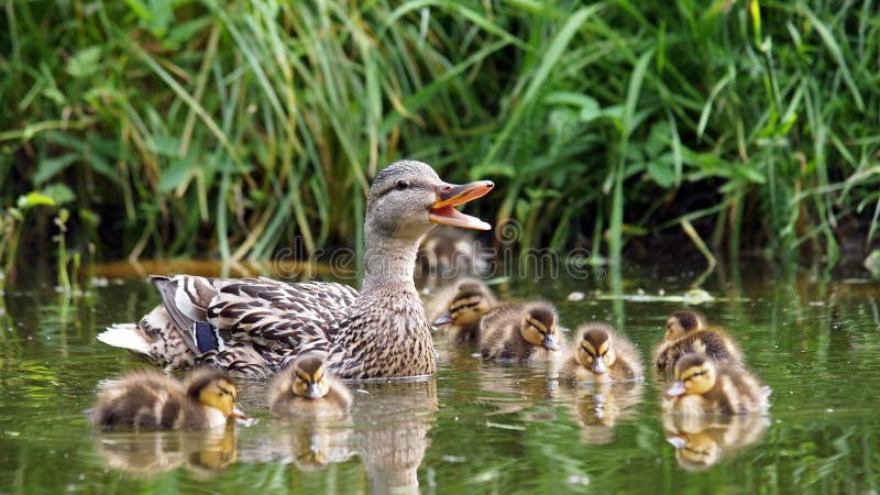 Mother Duck with Her Ducklings Stock Image - Image of female, water ...