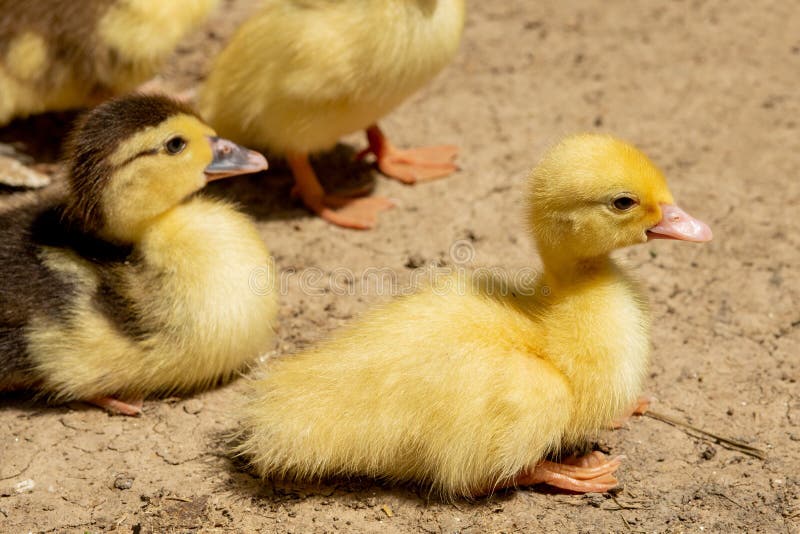 Mother Duck with Her Ducklings. There are Many Ducklings Following the ...