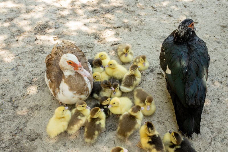 Mother Duck with Her Ducklings. There are Many Ducklings Following the ...