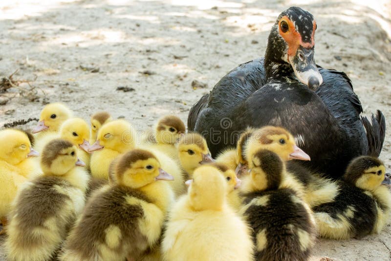 Mother Duck with Her Ducklings. There are Many Ducklings Following the ...