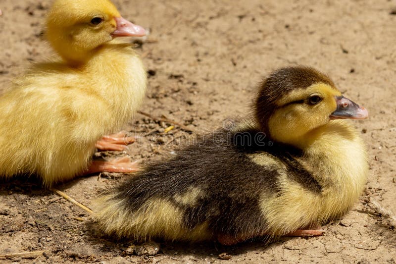 Mother Duck with Her Ducklings. There are Many Ducklings Following the ...