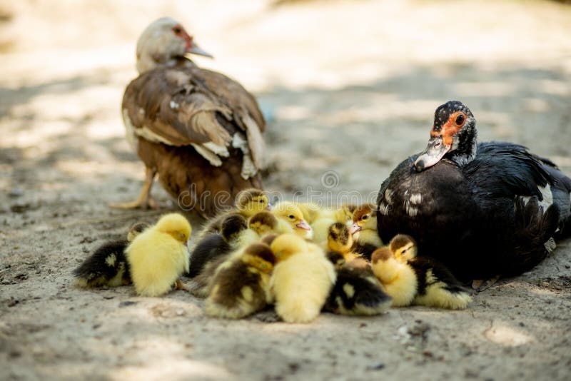 Mother Duck with Her Ducklings. There are Many Ducklings Following the ...