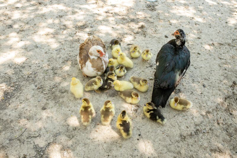 Mother Duck with Her Ducklings. There are Many Ducklings Following the ...