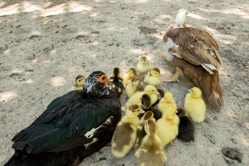 Mother Duck with Her Ducklings. There are Many Ducklings Following the ...