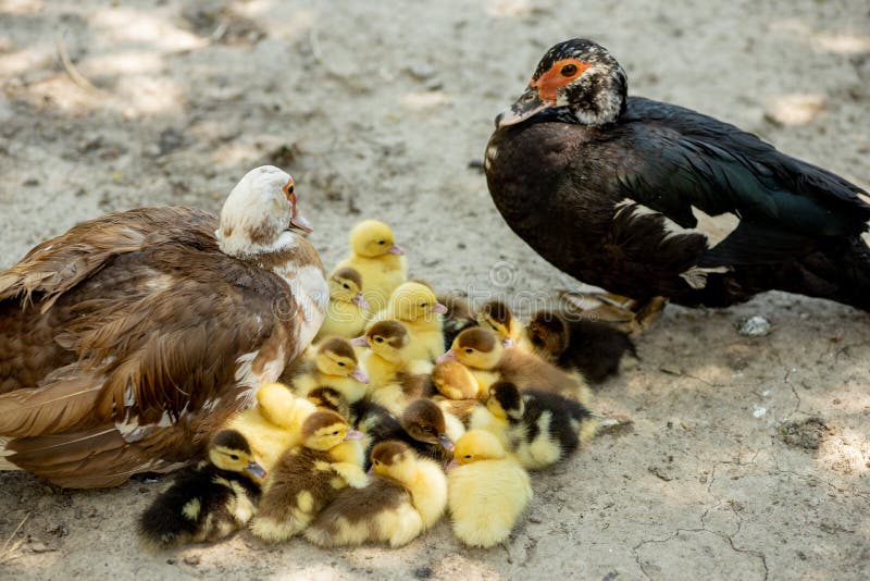 323 Baby Ducks Following Mother Stock Photos - Free & Royalty-Free ...