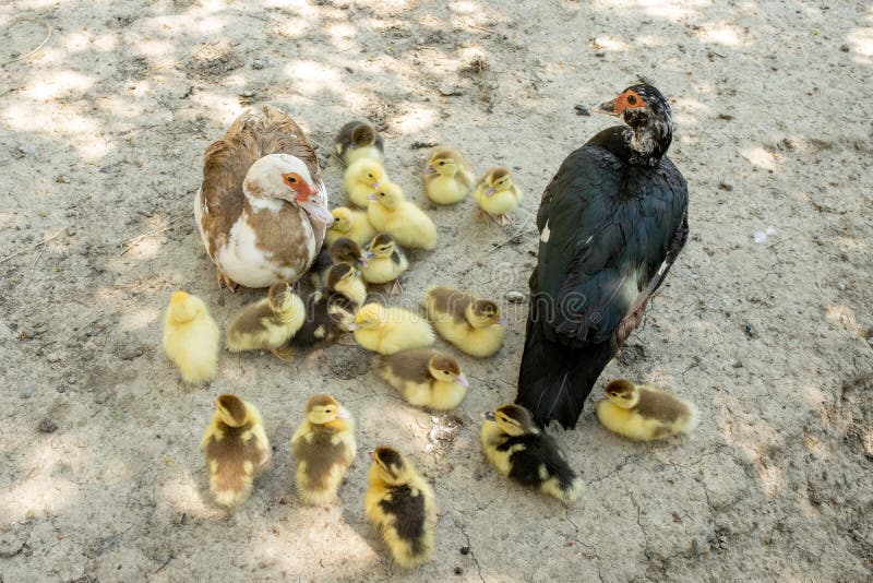 Mother Duck with Her Ducklings. There are Many Ducklings Following the ...