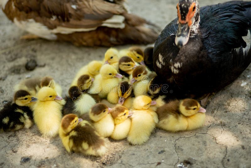 Mother Duck with Her Ducklings. There are Many Ducklings Following the ...