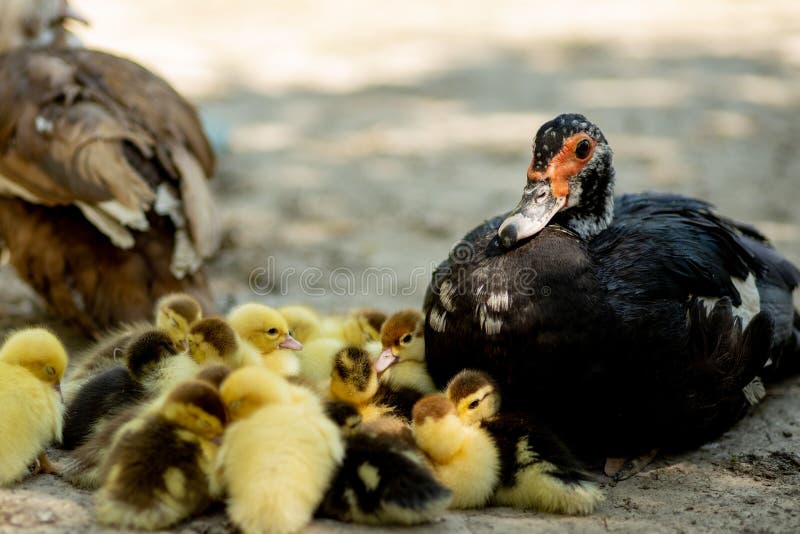 Mother Duck with Her Ducklings. There are Many Ducklings Following the ...