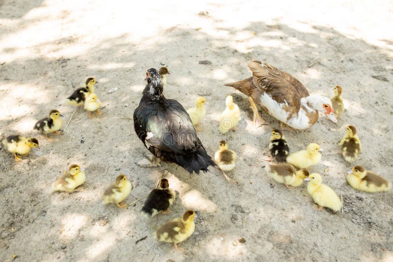 Mother Duck with Her Ducklings. There are Many Ducklings Following the ...