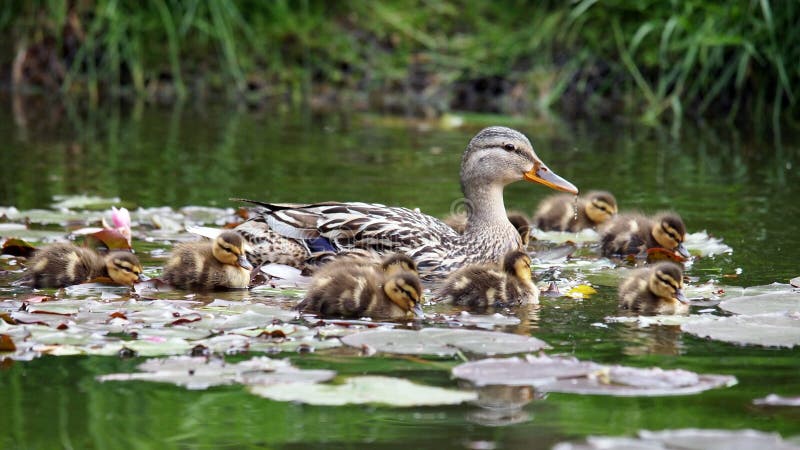 Mother Duck with Her Ducklings Stock Image - Image of duckling, animal ...