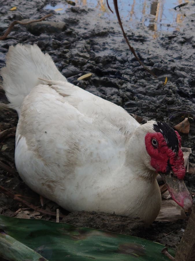 Mother Duck Incubating Eggs Stock Image - Image of incubating, eggs ...