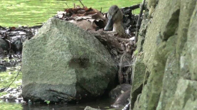 Mother Duck Leading Ducklings Foraging in a Stream. Stock Footage ...