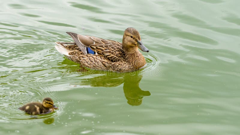 Mother Duck with Small Ducklings Stock Image - Image of babies ...