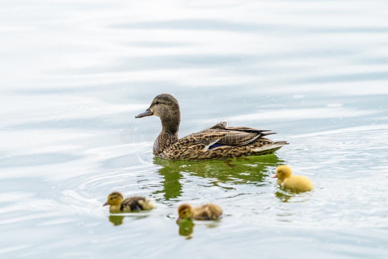 Mother Duck with Small Ducklings Stock Image - Image of ducks, born ...