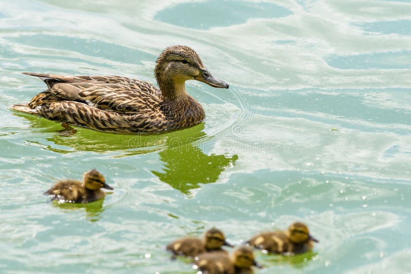 Mother Duck with Small Ducklings Stock Image - Image of newborn, little ...