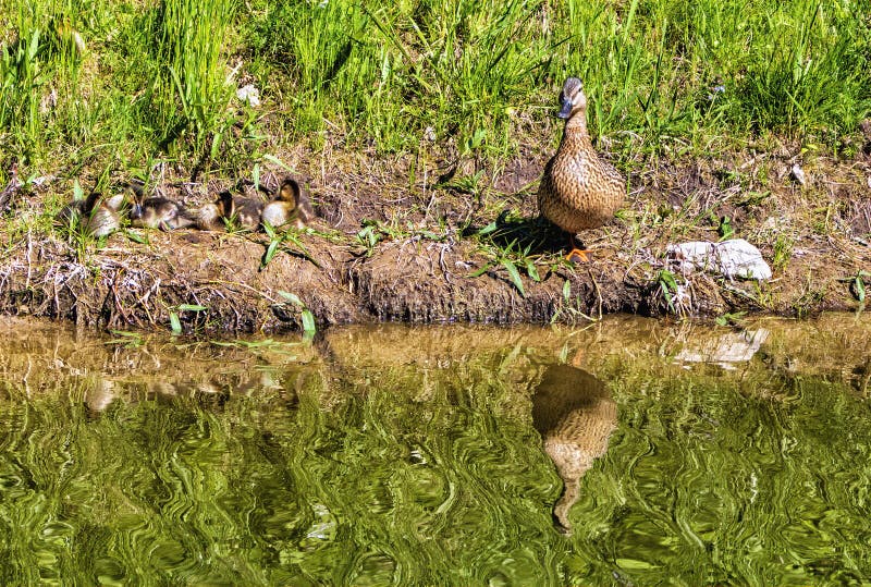 A Duck with Ducks is Warming Up in the Sun on the Shore Stock Photo ...