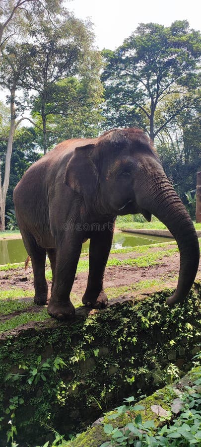 A Mother Elephant is Having Lunch Stock Photo - Image of java, city ...
