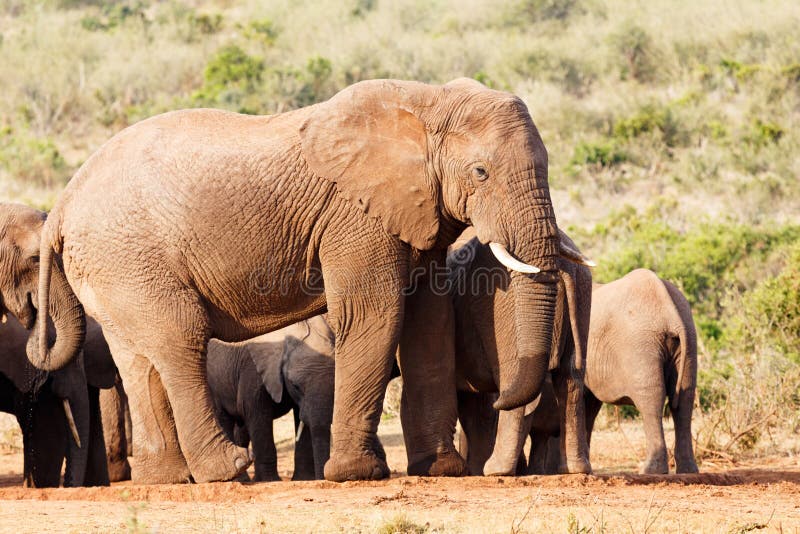 562 Elephant Guard Stock Photos - Free & Royalty-Free Stock Photos from ...