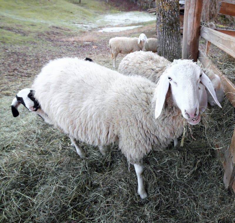 Lamb Hiding Under Other Sheep Stock Image - Image of farming, outdoor ...