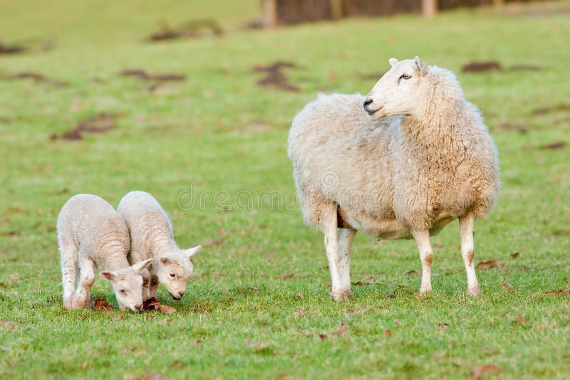 Two Young Lambs Feeding from Mother Ewe Stock Photo - Image of baby ...