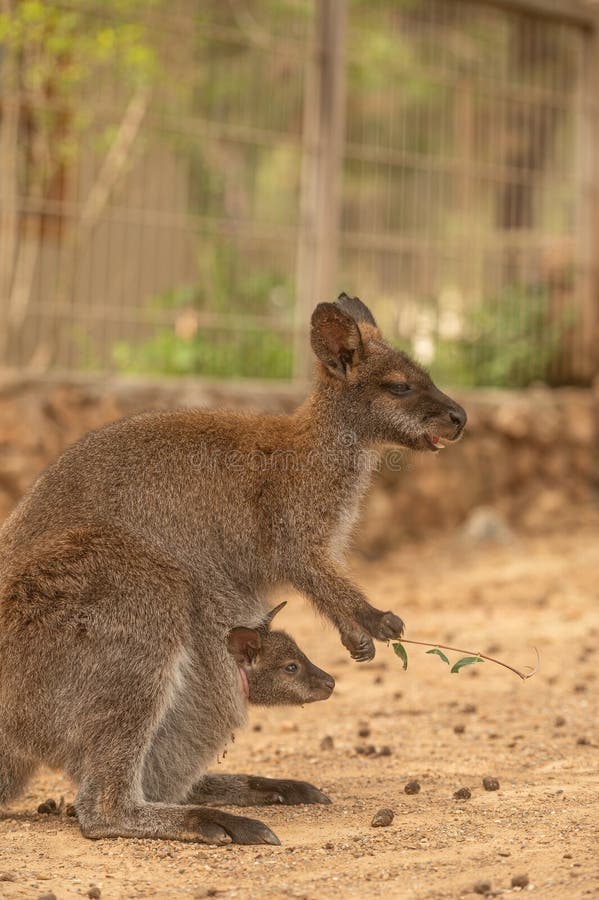 The Mother Feeds Her Baby in a Kangaroo Pouch Stock Photo - Image of ...