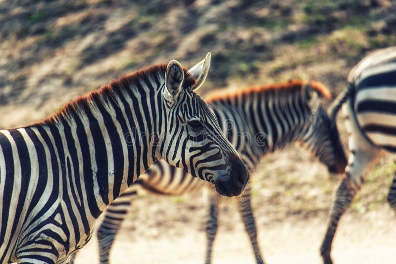 Zebra with foal stock image. Image of mara, outdoors - 100582697