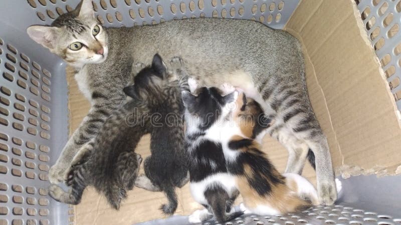 Mother and Four Cute Baby Cats Stock Photo - Image of eyes, striped ...