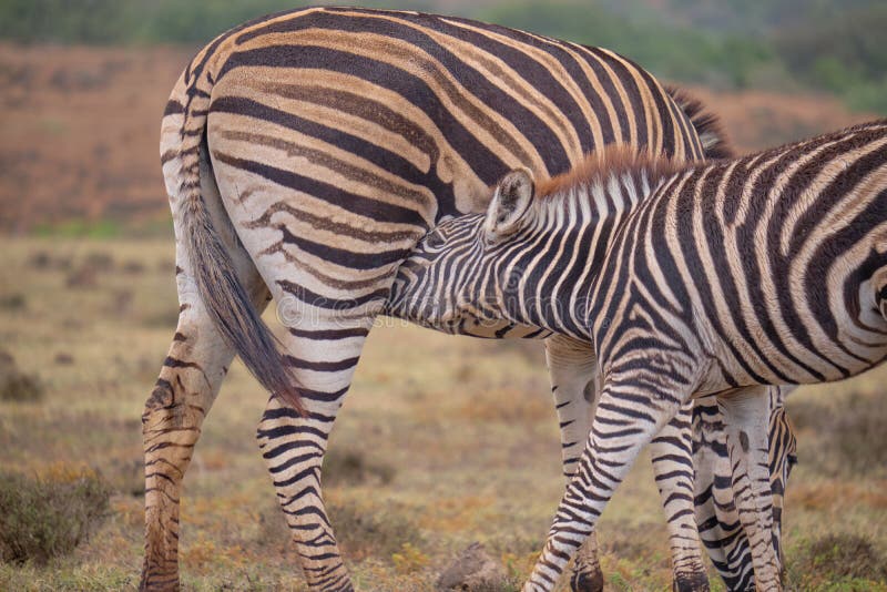 Mother zebra with baby stock photo. Image of grey, mammal - 18384154 Mother zebra with baby stock photo. Image of grey, mammal - 18384154