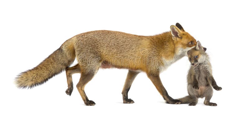 Mother Fox Carrying Her Cub (7 Weeks Old) Stock Photo - Image of ...