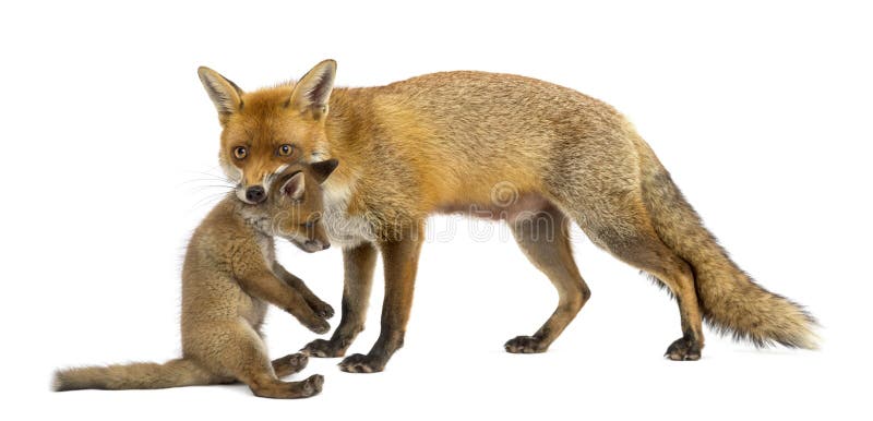 Mother Fox Carrying Her Cub (7 Weeks Old) Stock Photo - Image of care ...