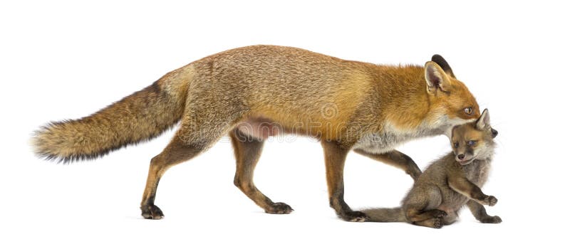 Mother Fox Carrying Her Cub (7 Weeks Old) Stock Photo - Image of ...