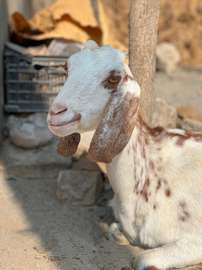 A Mother Goat with Baby Brown Goats in a Barn Stock Photo - Image of ...