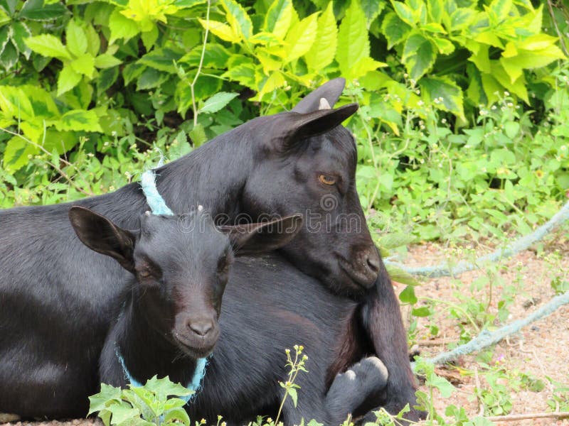 Mother goat caring stock image. Image of breeding, outdoor - 104531285