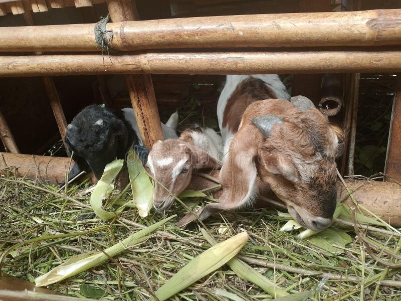 A Mother Goat and Her Kid are Eating Inside the Pen Stock Photo - Image ...