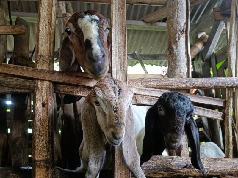 Mother Goat Her Kids Cage Stock Photos - Free & Royalty-Free Stock ...
