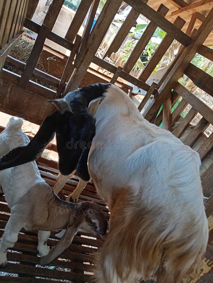 Mother Goat with Her Kids in a Cage Stock Photo - Image of goats, horn ...
