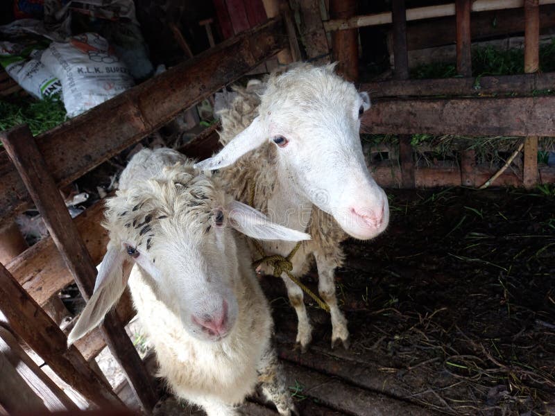 A mother goat and her son stock image. Image of herd - 266788855