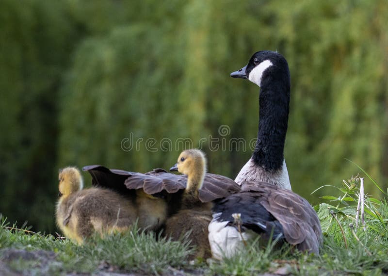 Mother Goose and Her Two Young Chicks in the Grass Stock Photo - Image ...