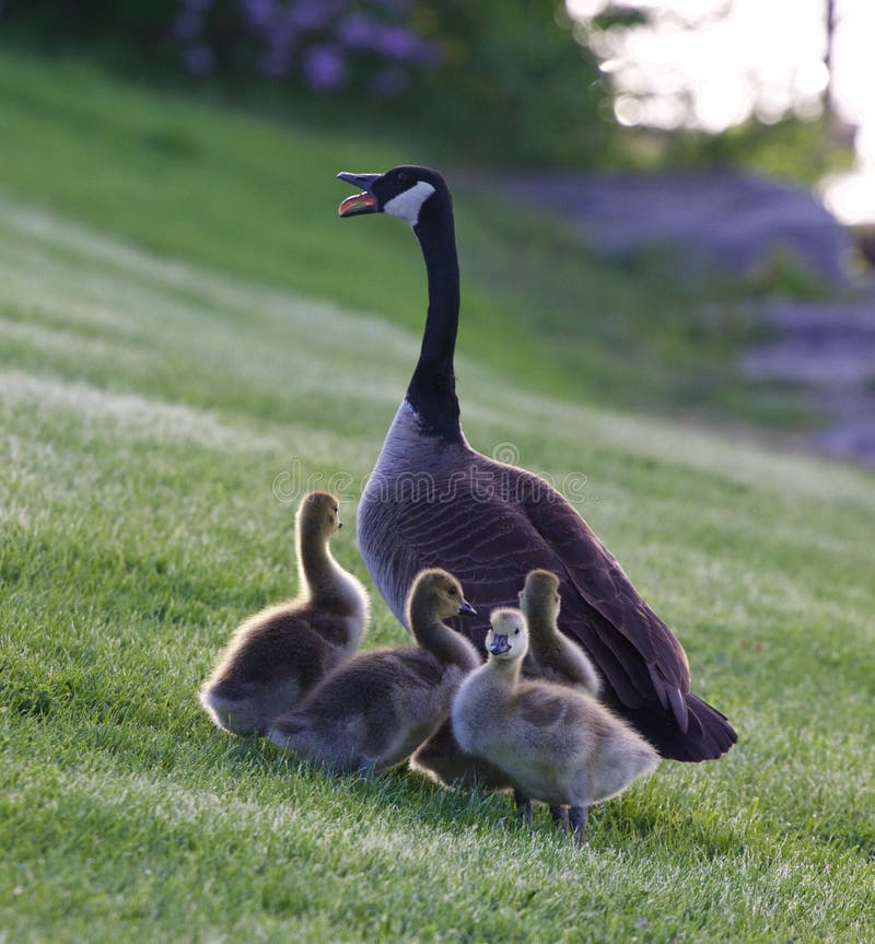 Mother-goose Protects Her Children from the Dog Stock Photo - Image of ...