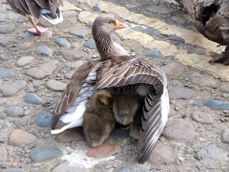 Mother Goose Taking Chicks Under Her Wing Stock Photo - Image of care ...