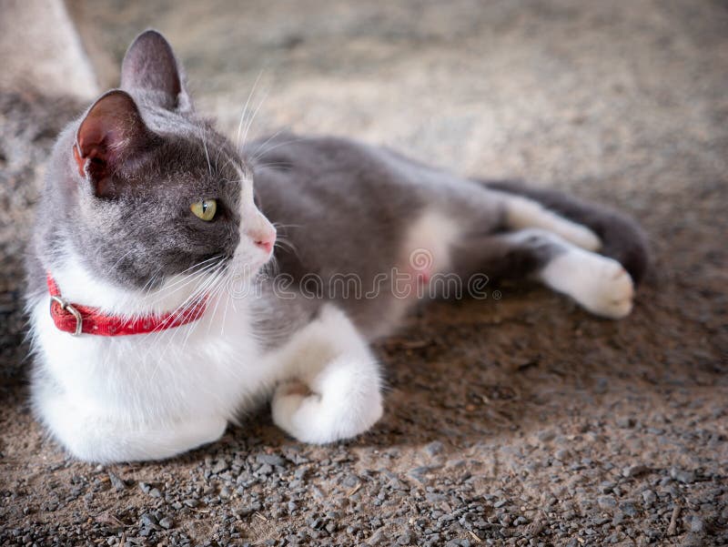 Gray Mother White Cat Lying on the Ground Stock Image - Image of ...