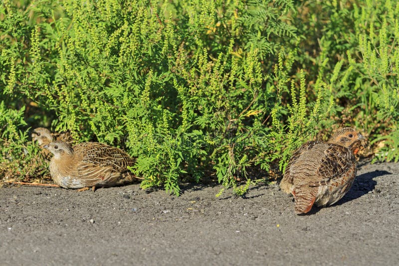 Mother Grey Partridge and Small Partridges Stock Photo - Image of ...