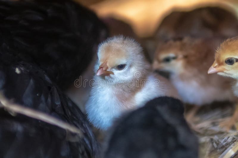 Mother Hen with Baby Chickens Stock Image - Image of chicks, animal ...