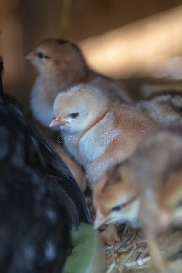 Mother Hen with Baby Chickens Stock Image - Image of fluffy, love ...