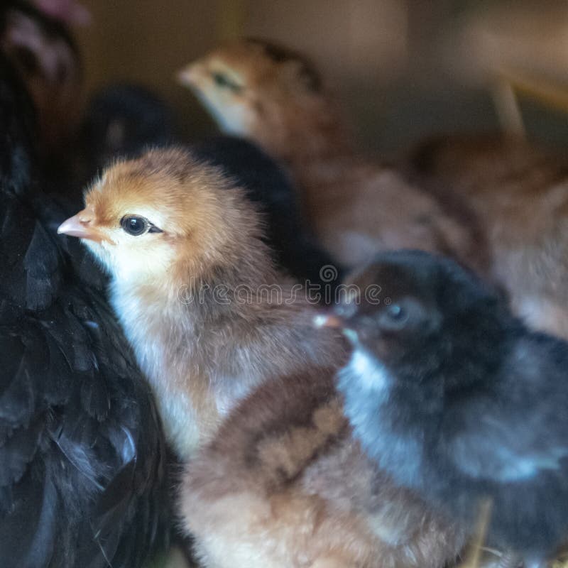 Mother Hen with Baby Chickens Stock Image - Image of candid, coop ...