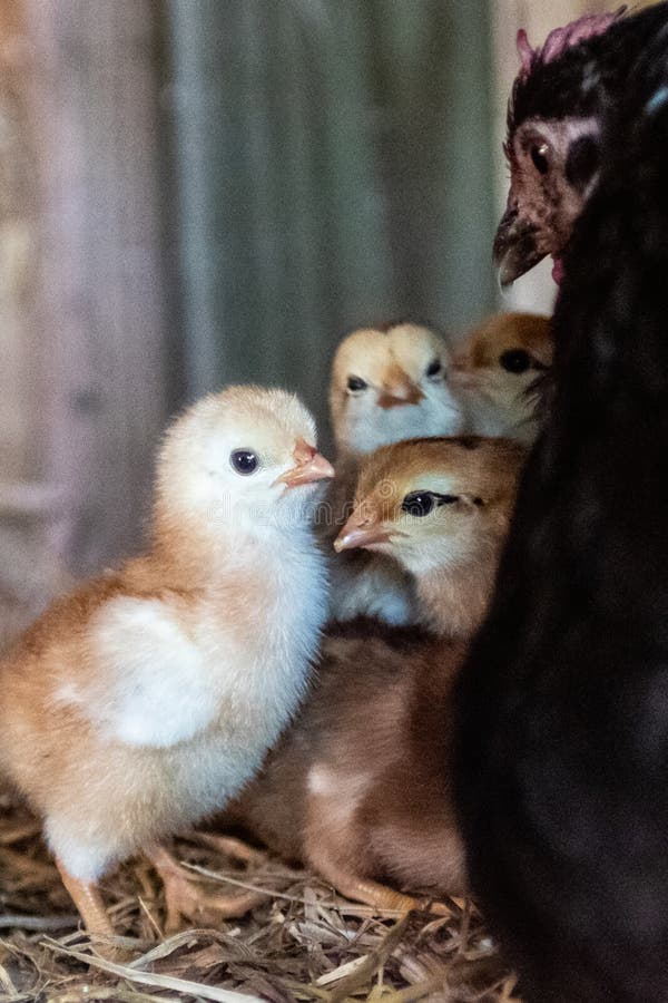 Mother Hen with Baby Chickens Stock Image - Image of fluffy, grow ...