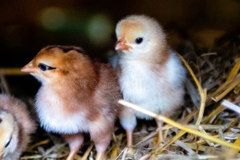 Mother Hen with Baby Chickens Stock Image - Image of baby, chicken ...